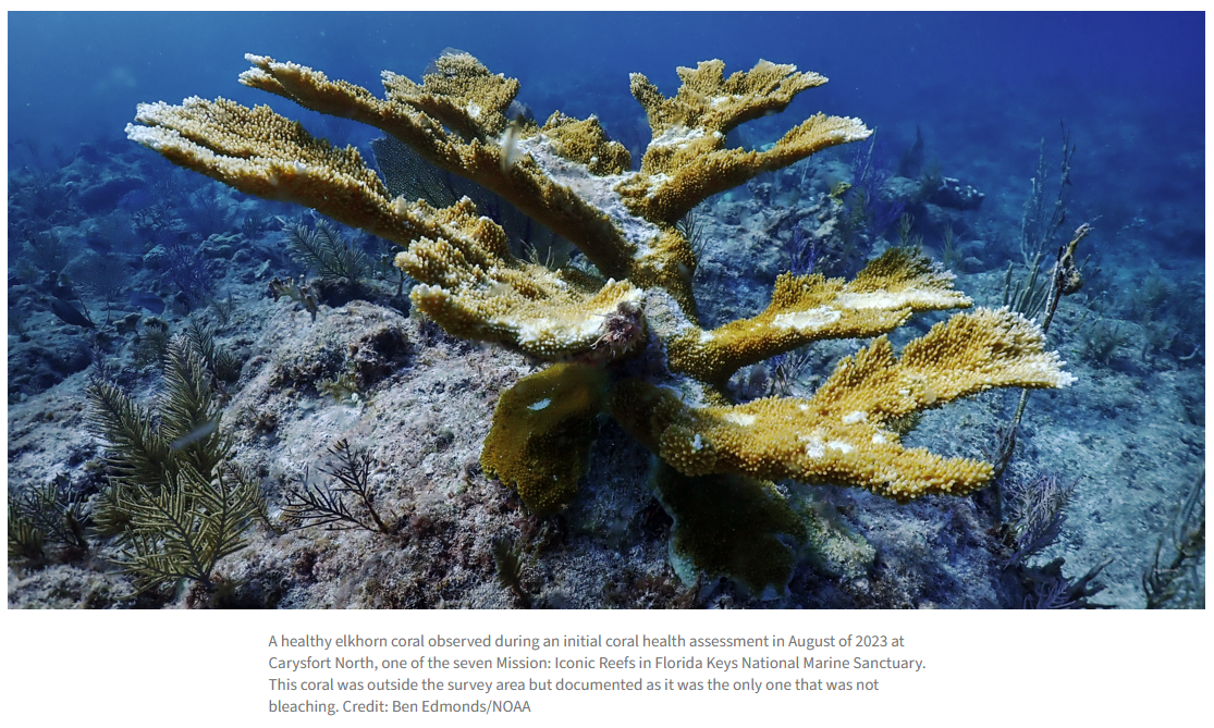 Heat Stress Impact on Coral Reefs in the Florida Keys and The Future of ...